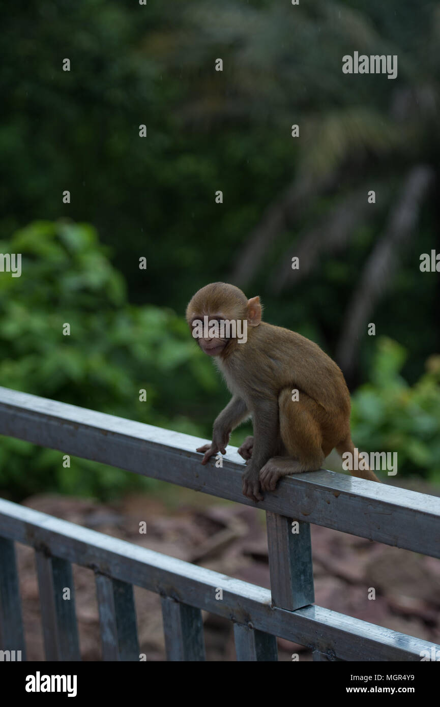 Burmese monkey in Myanmar Stock Photo - Alamy
