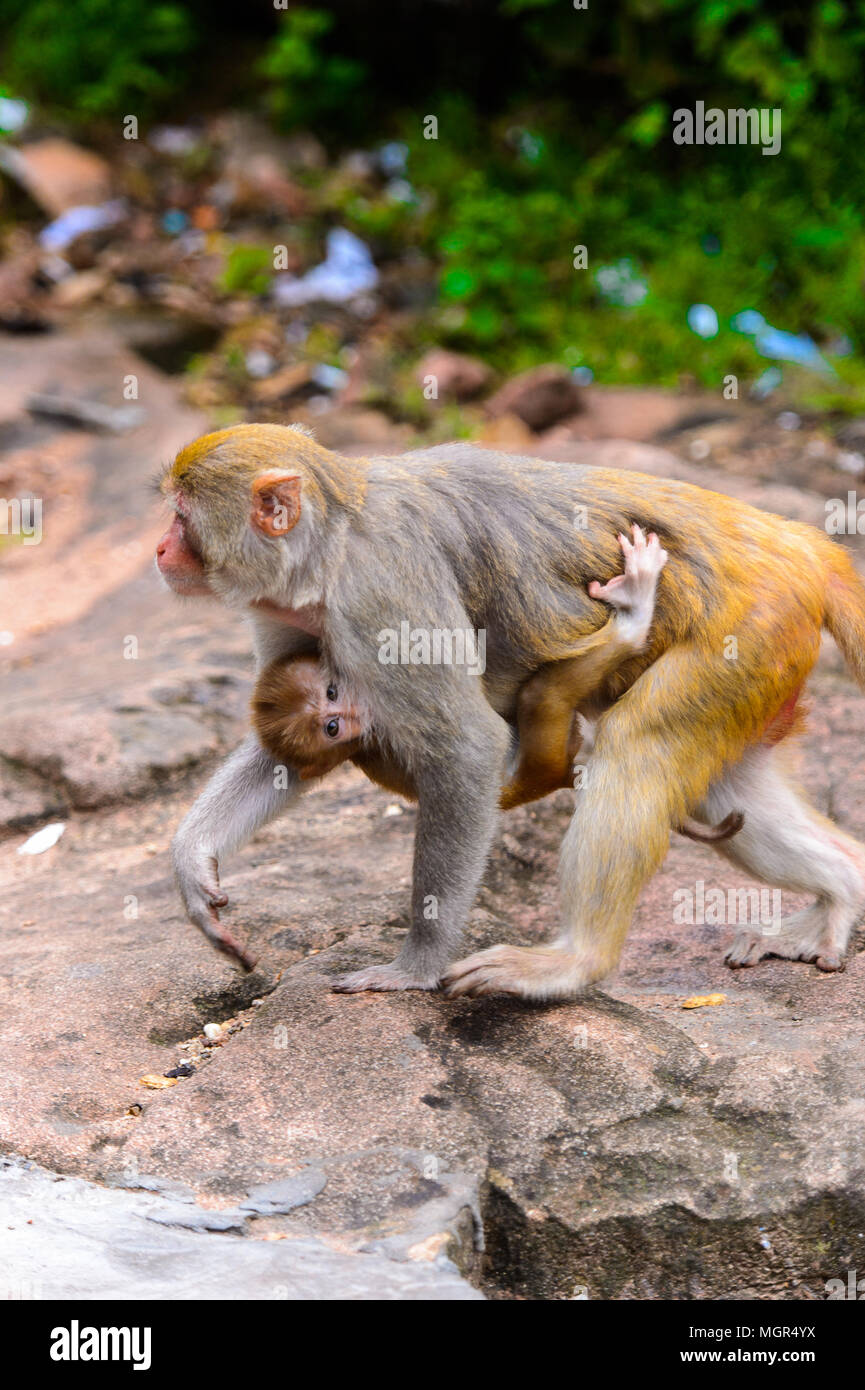 Burmese monkey in Myanmar Stock Photo - Alamy