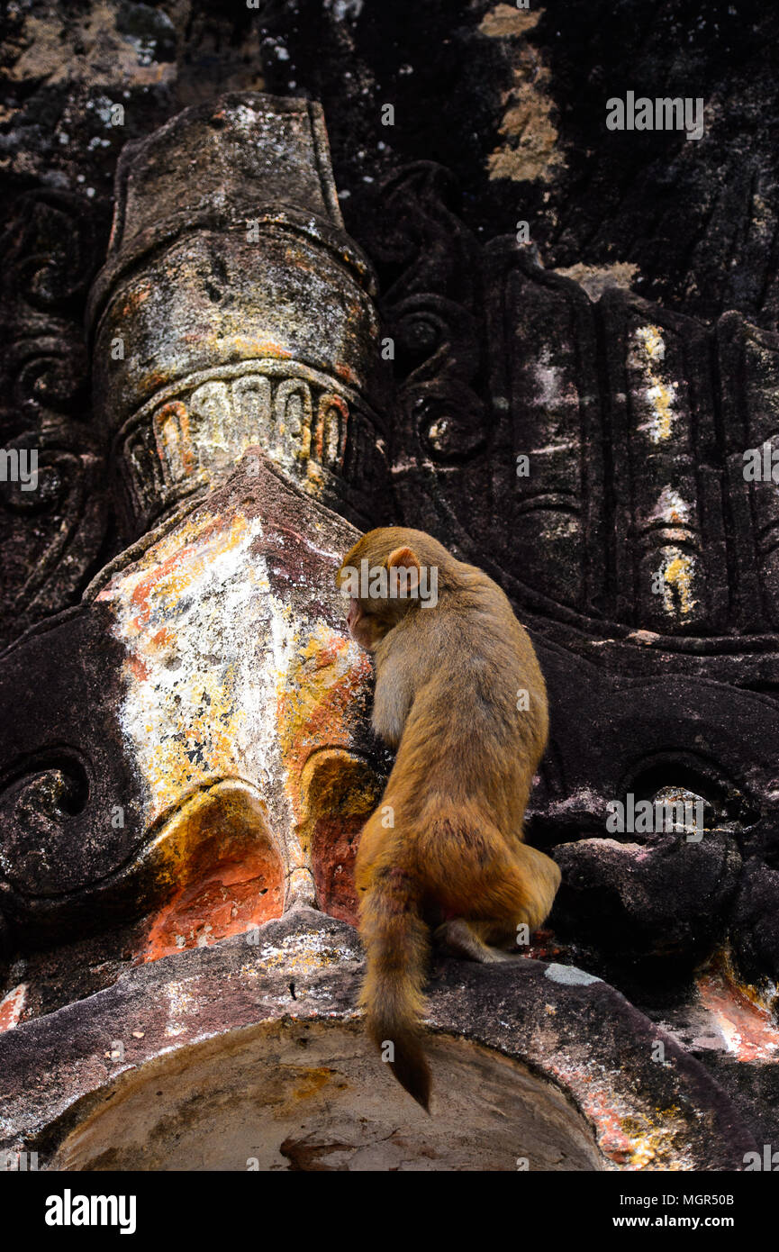 Burmese monkey in Myanmar Stock Photo - Alamy