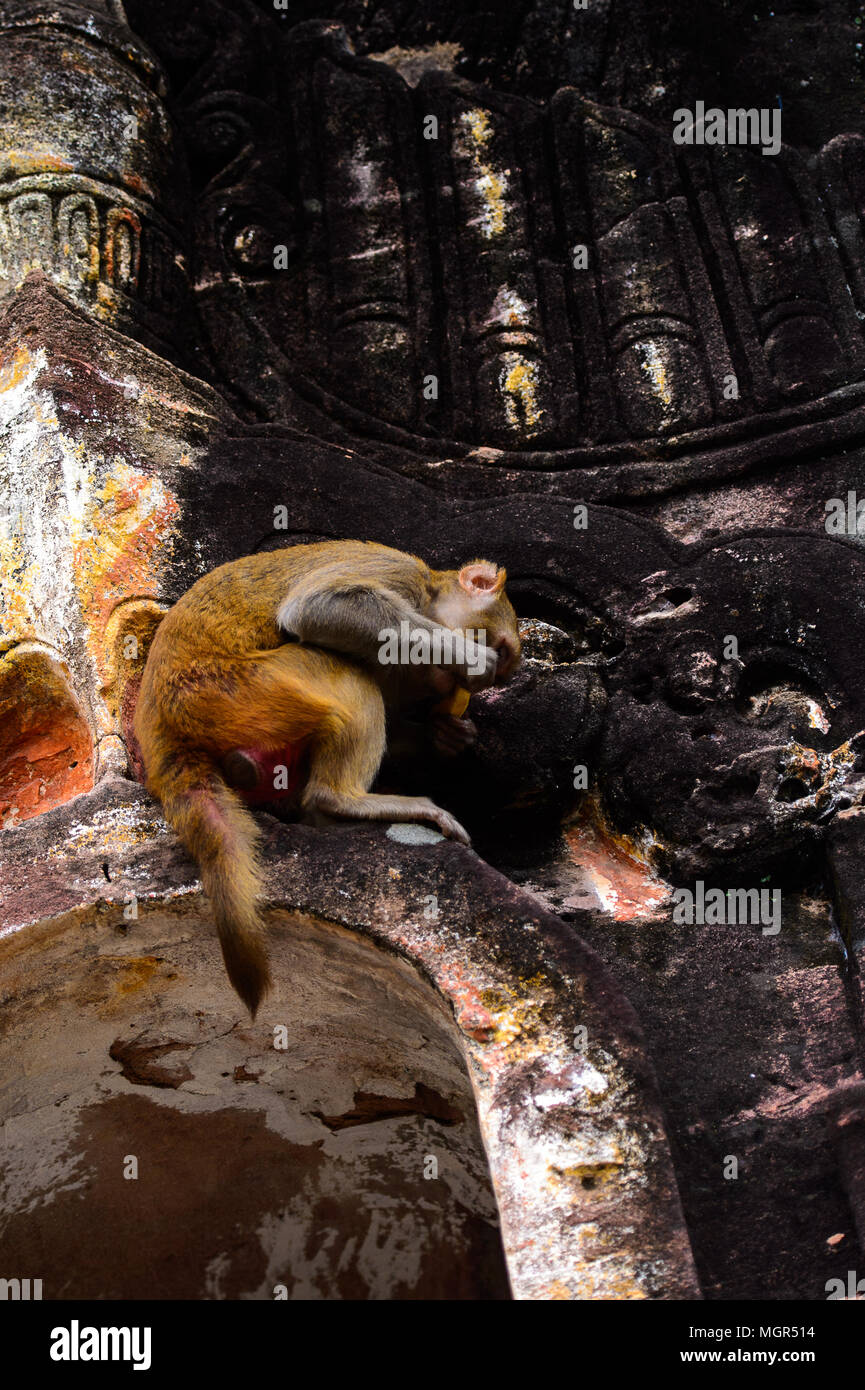 Burmese monkey in Myanmar Stock Photo - Alamy