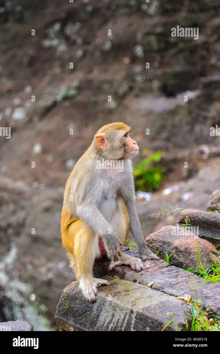 Burmese monkey in Myanmar Stock Photo - Alamy