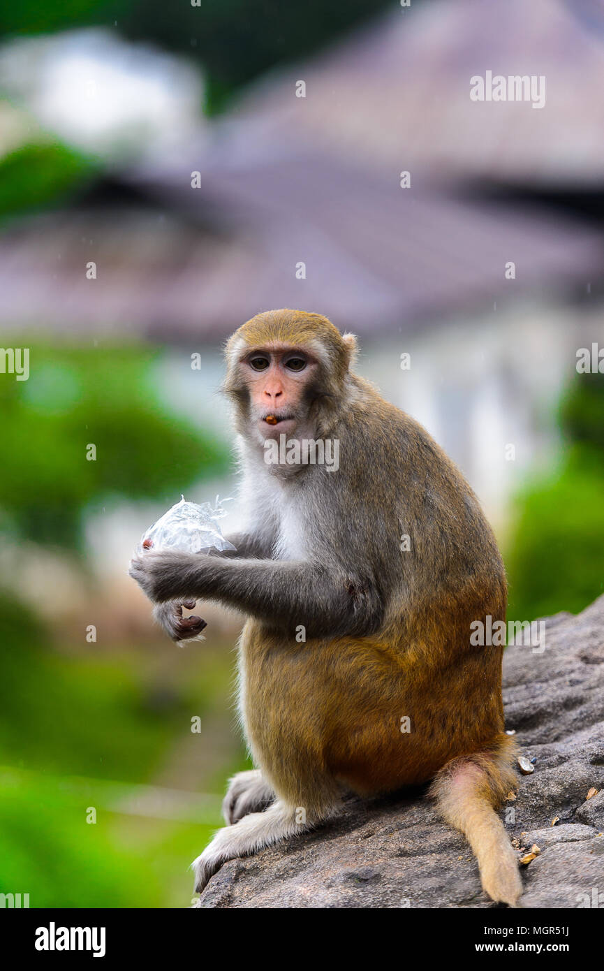 Burmese monkey in Myanmar Stock Photo - Alamy