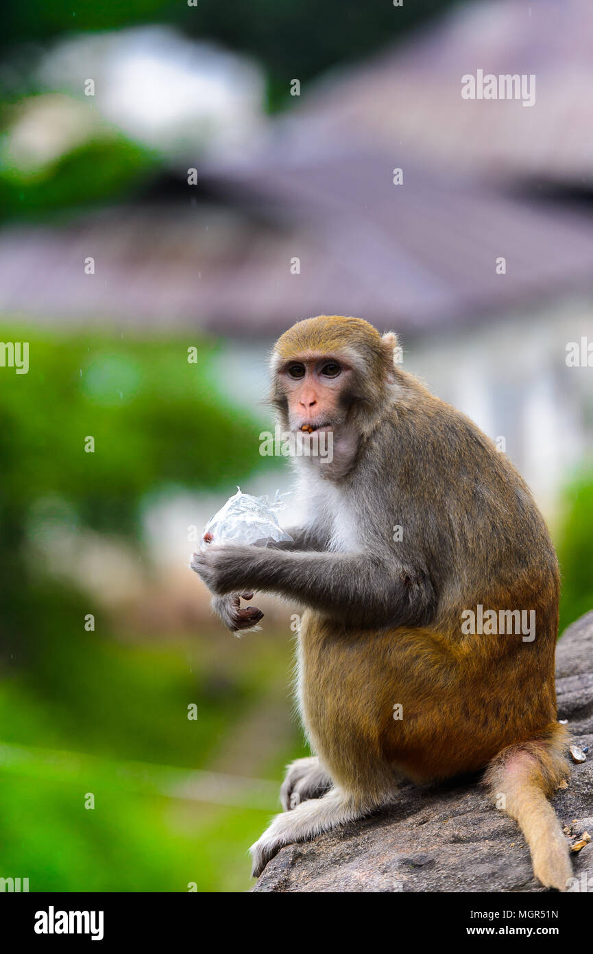 Burmese monkey in Myanmar Stock Photo - Alamy