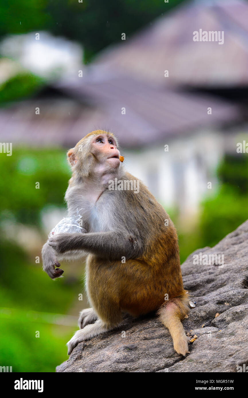 Burmese monkey in Myanmar Stock Photo - Alamy