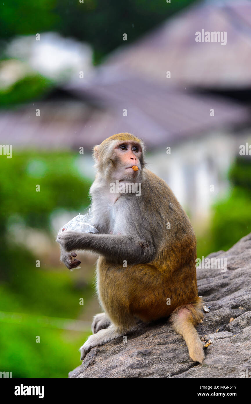 Burmese monkey in Myanmar Stock Photo - Alamy