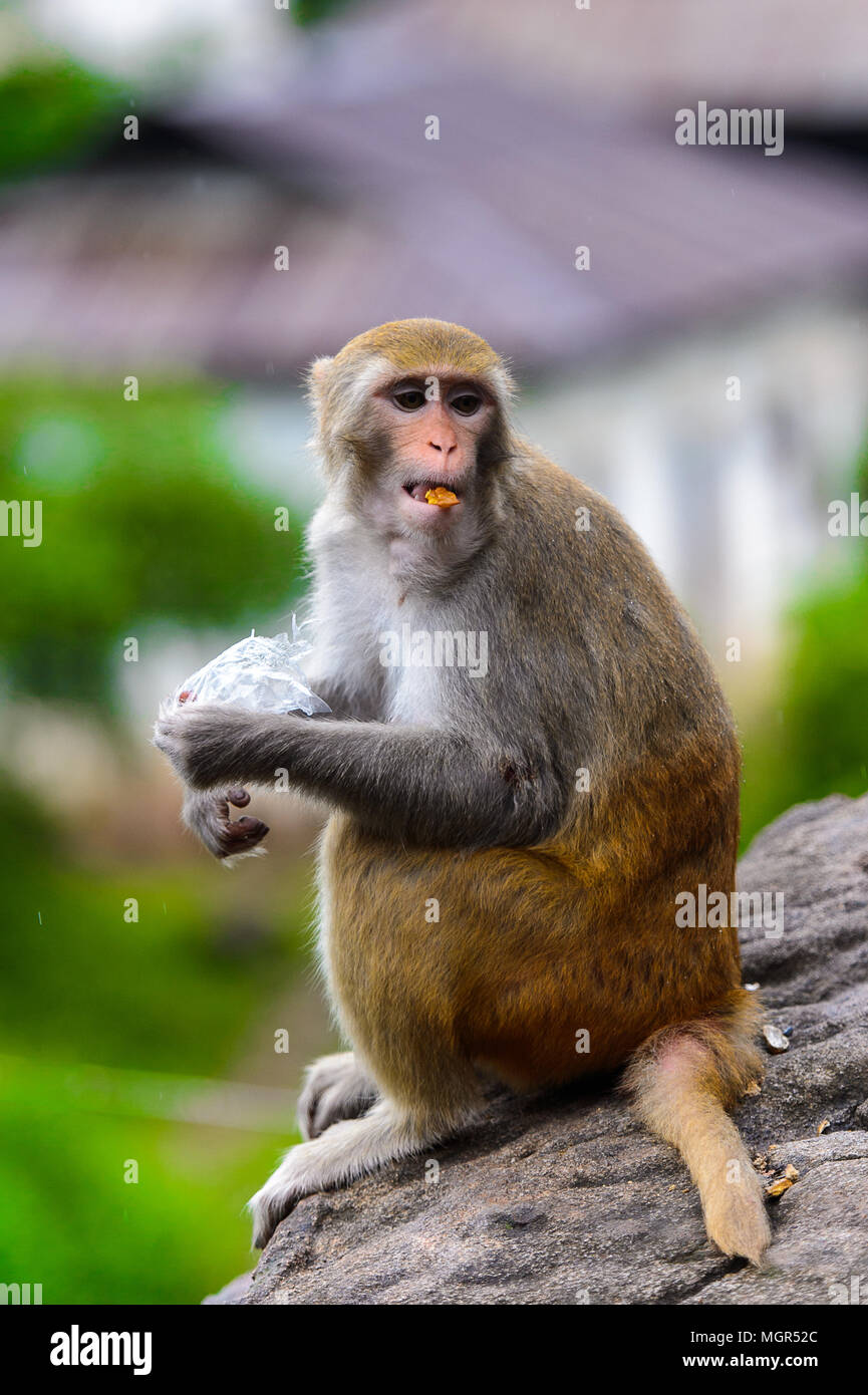 Burmese monkey in Myanmar Stock Photo - Alamy