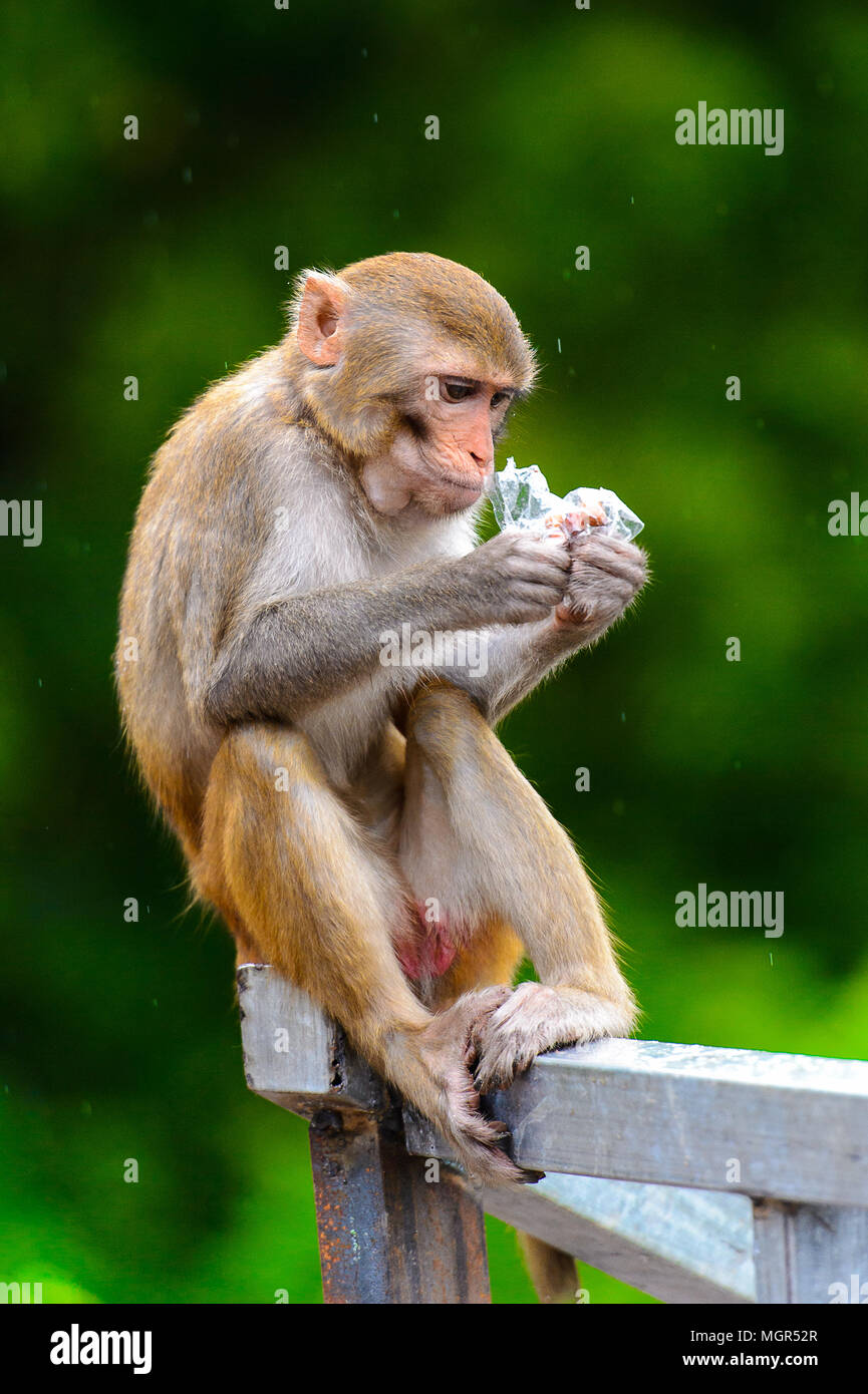 Burmese monkey in Myanmar Stock Photo - Alamy