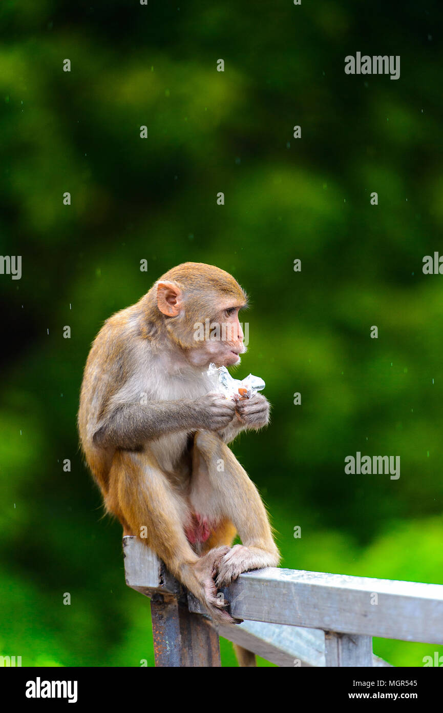 Burmese monkey in Myanmar Stock Photo - Alamy