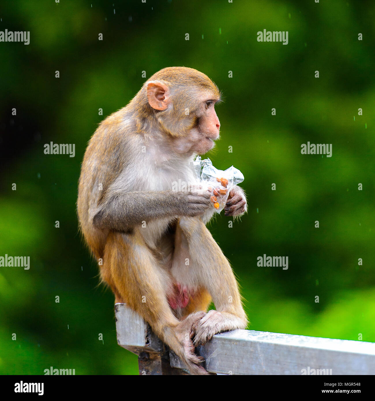 Burmese monkey in Myanmar Stock Photo - Alamy