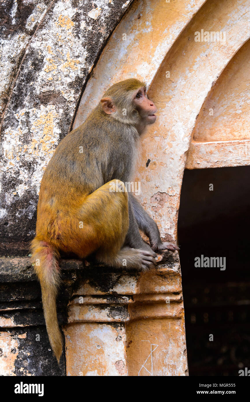 Burmese monkey in Myanmar Stock Photo - Alamy