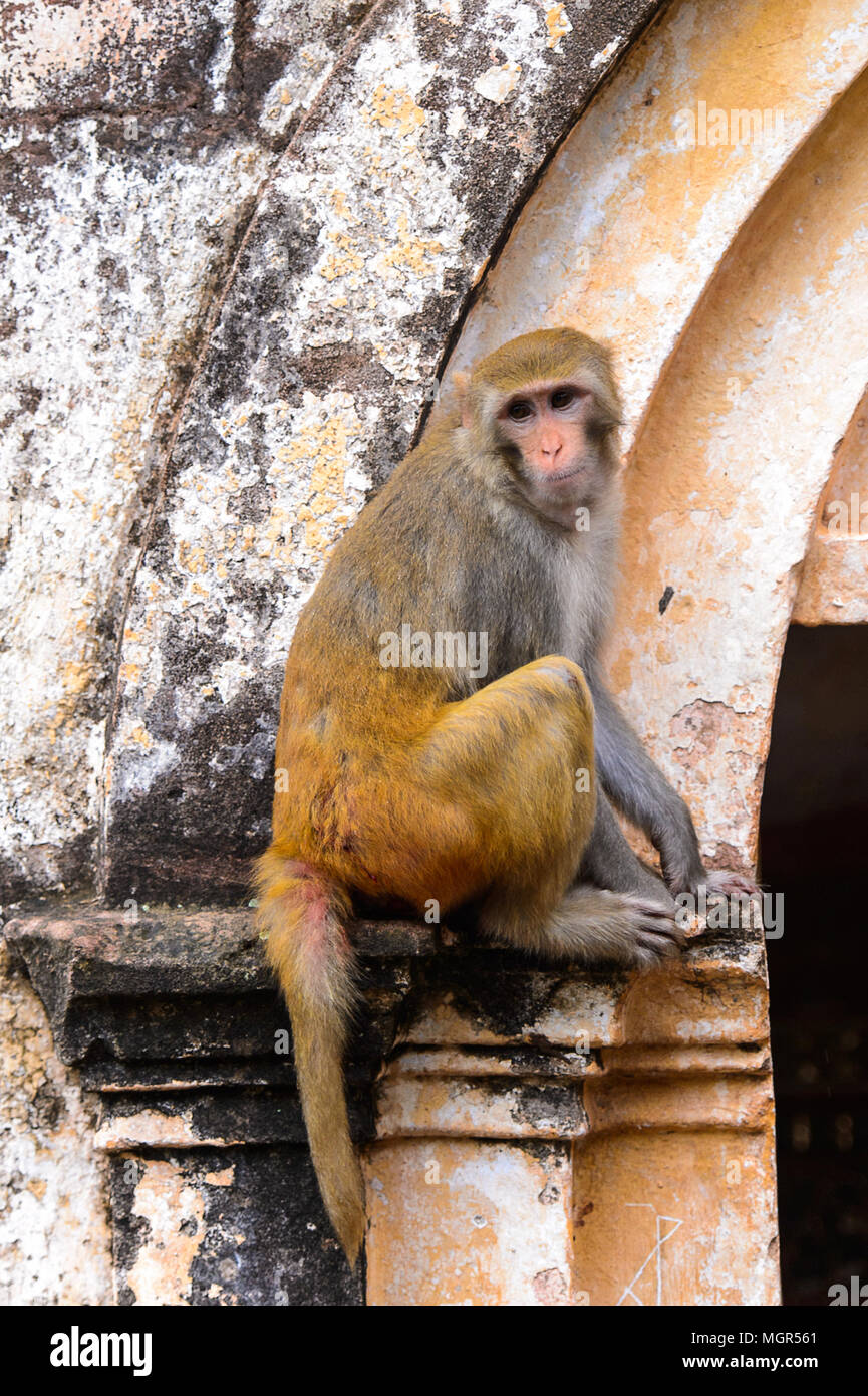 Burmese monkey in Myanmar Stock Photo - Alamy