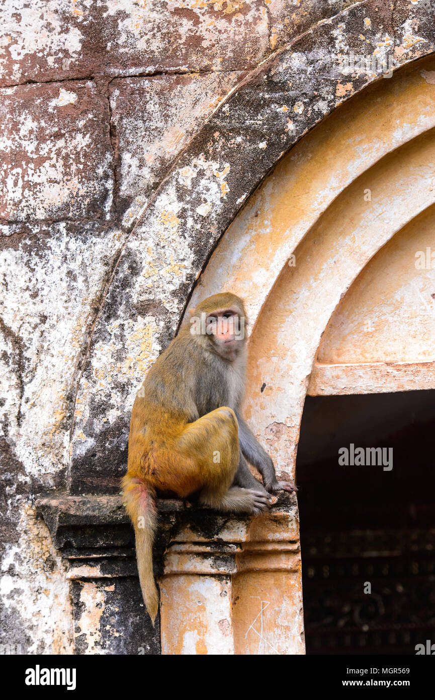 Burmese monkey in Myanmar Stock Photo - Alamy
