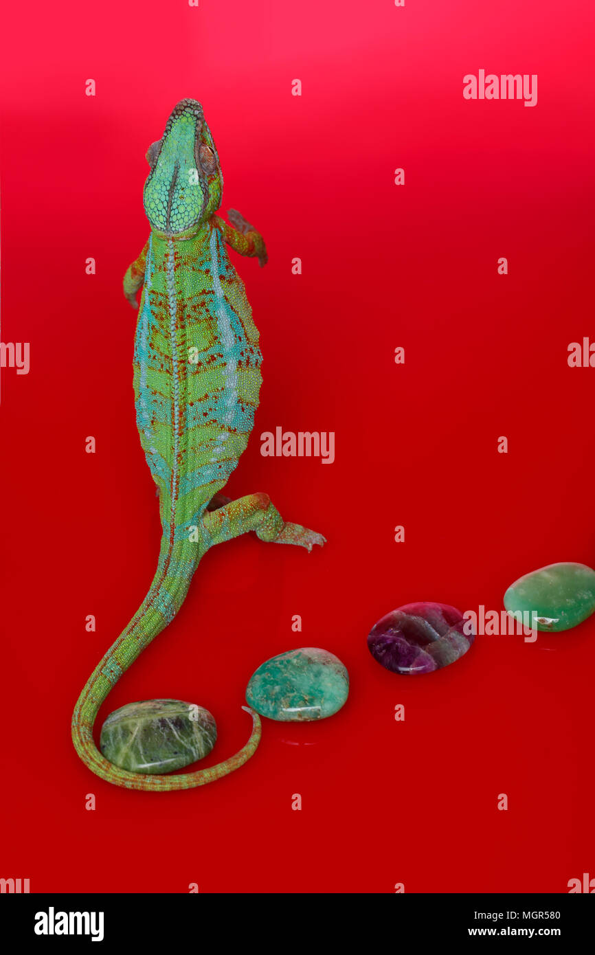 alive chameleon reptile Stock Photo - Alamy