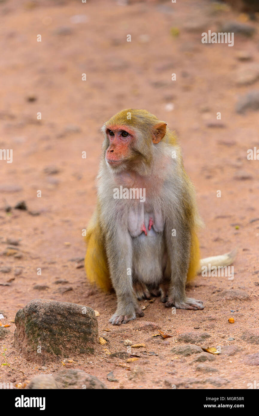 Burmese monkey in Myanmar Stock Photo - Alamy