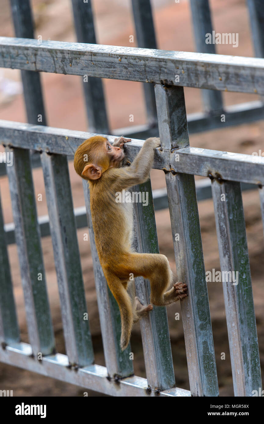 Burmese monkey in Myanmar Stock Photo - Alamy