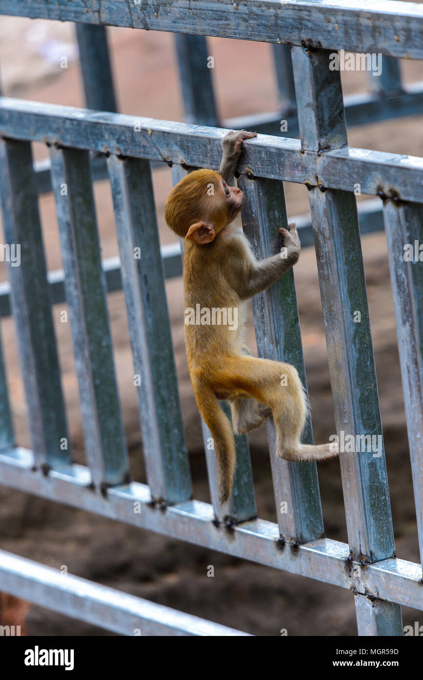 Burmese monkey in Myanmar Stock Photo - Alamy