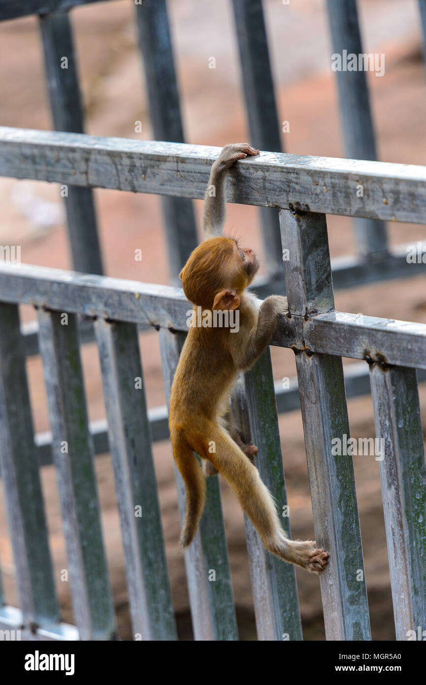 Burmese monkey in Myanmar Stock Photo - Alamy
