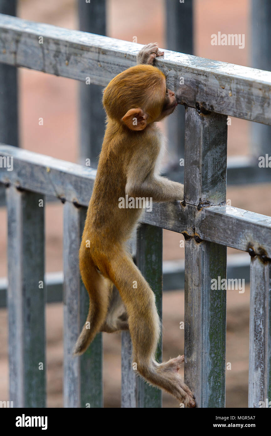Burmese monkey in Myanmar Stock Photo - Alamy