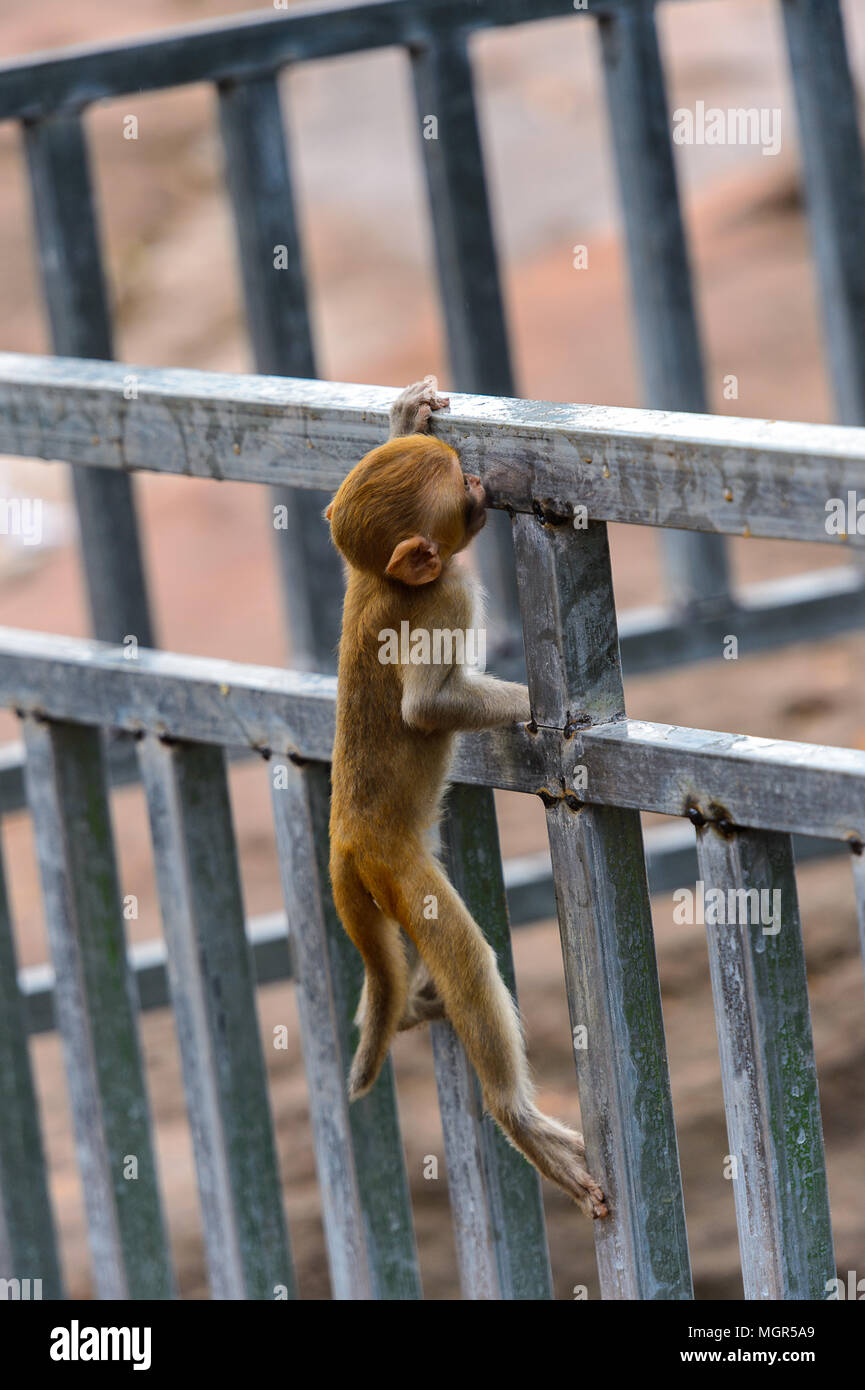 Burmese monkey in Myanmar Stock Photo - Alamy