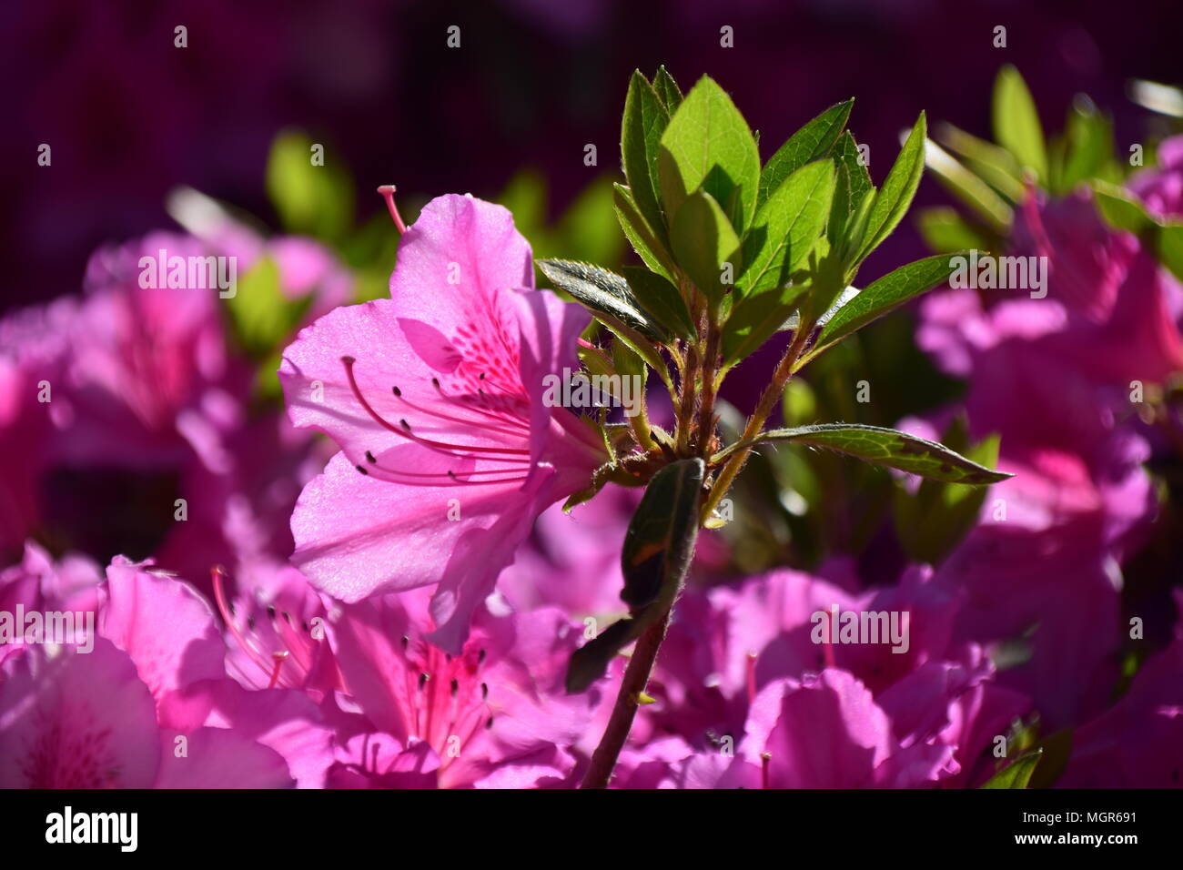 Azalea japonica pink hi-res stock photography and images - Alamy