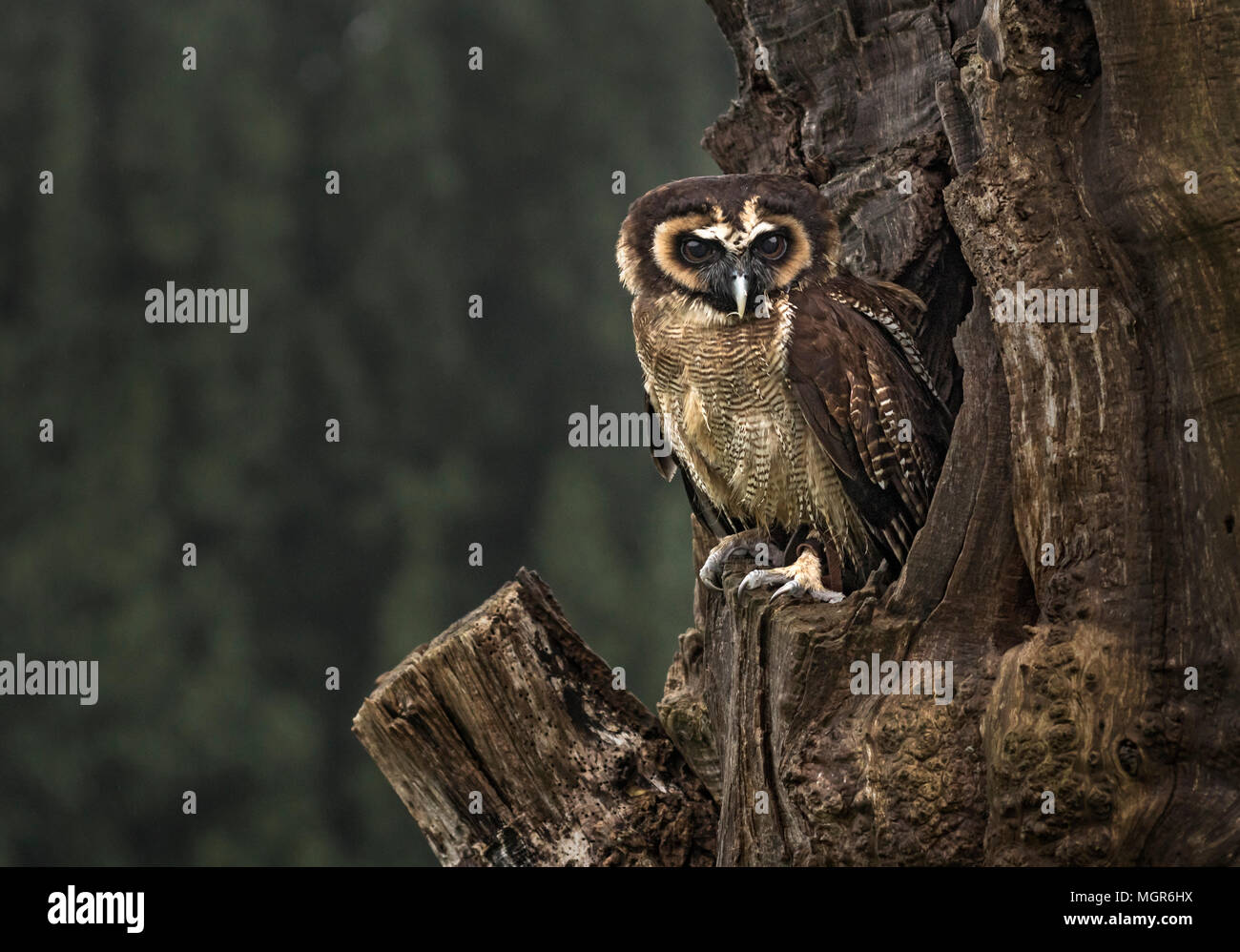 Asian birds of prey hi-res stock photography and images - Alamy