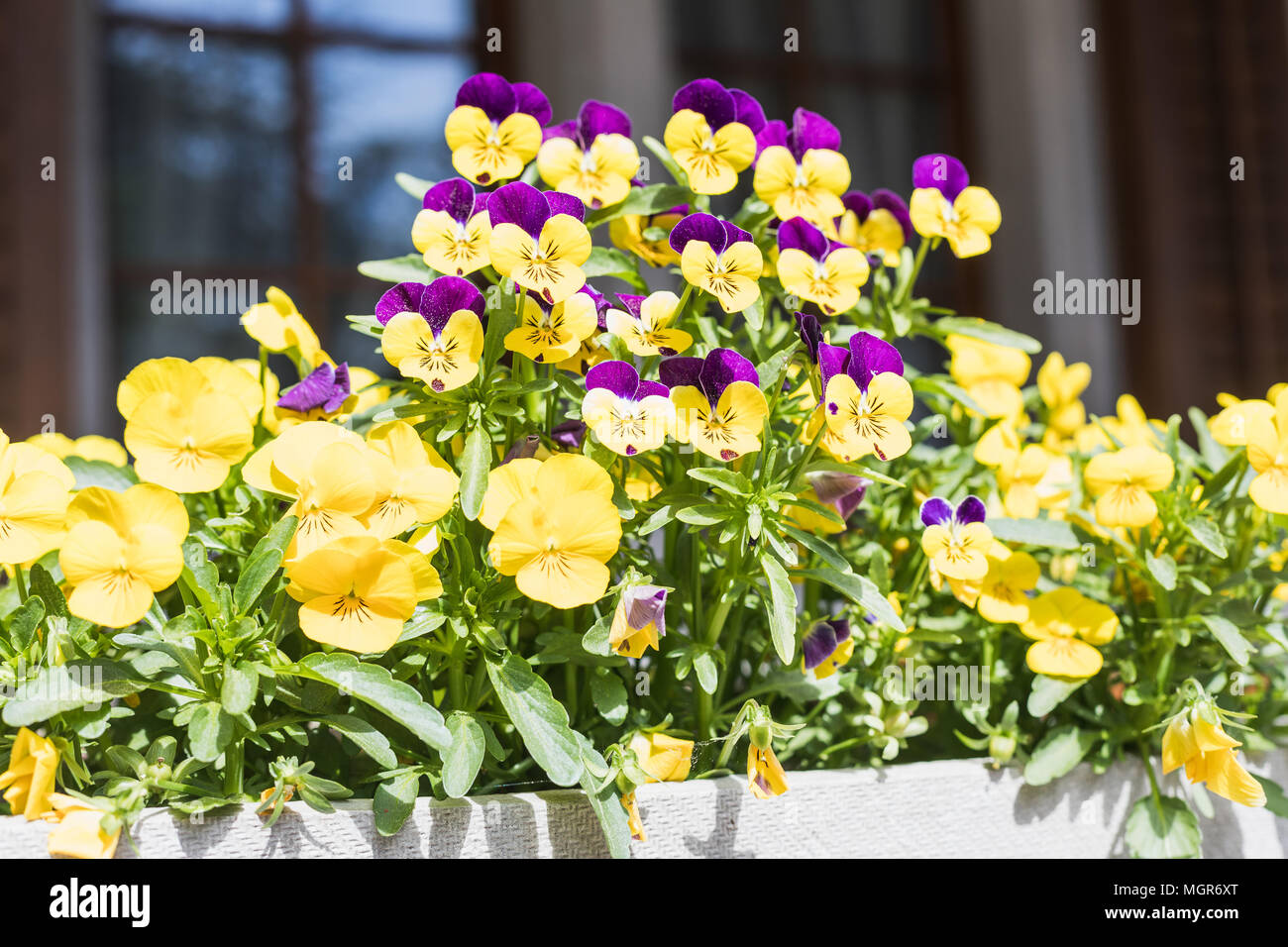 Closeup of beautiful yellow and violet viola cornuta or horned pansy in ...