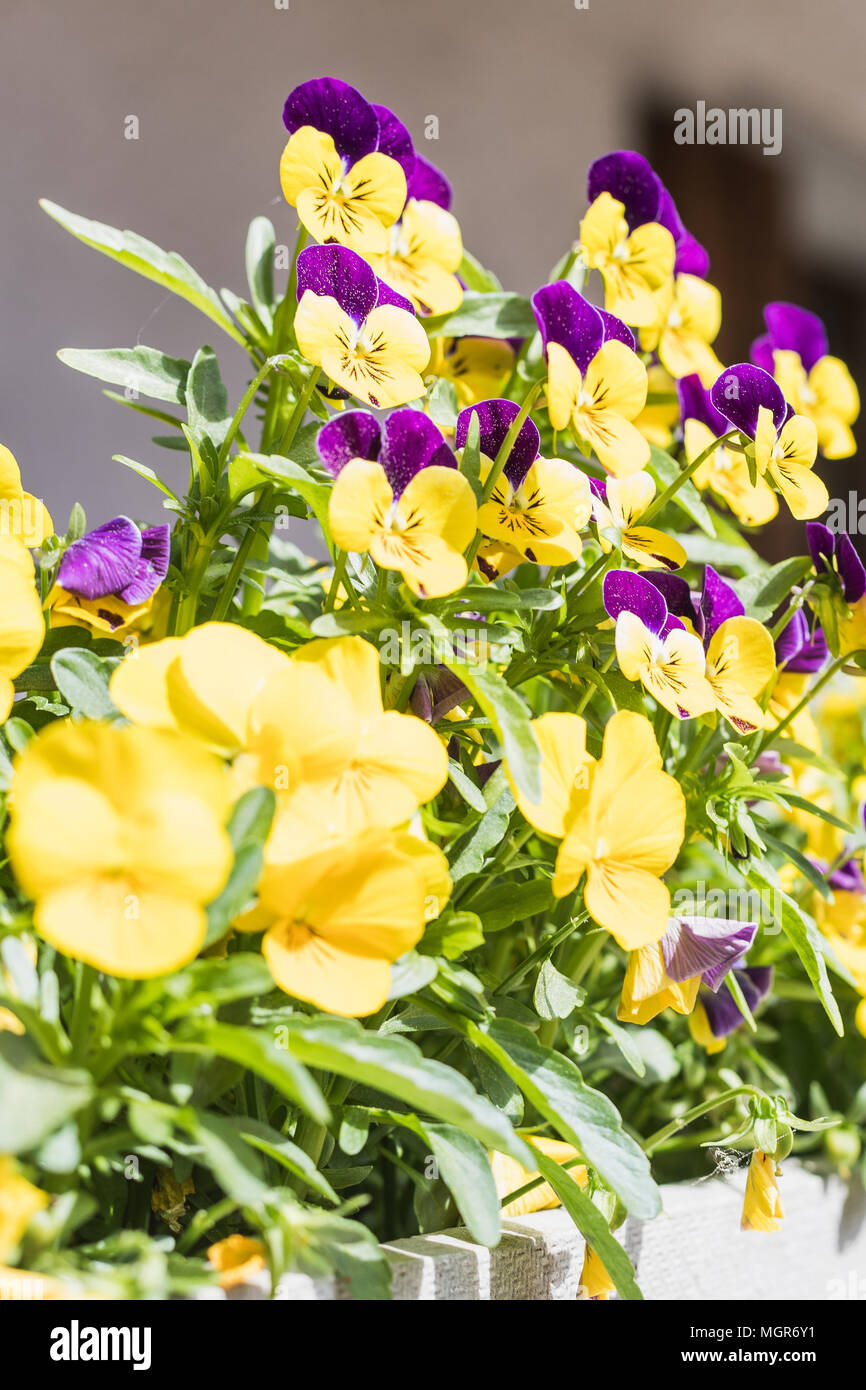 Closeup of beautiful yellow and violet viola cornuta or horned pansy in ...