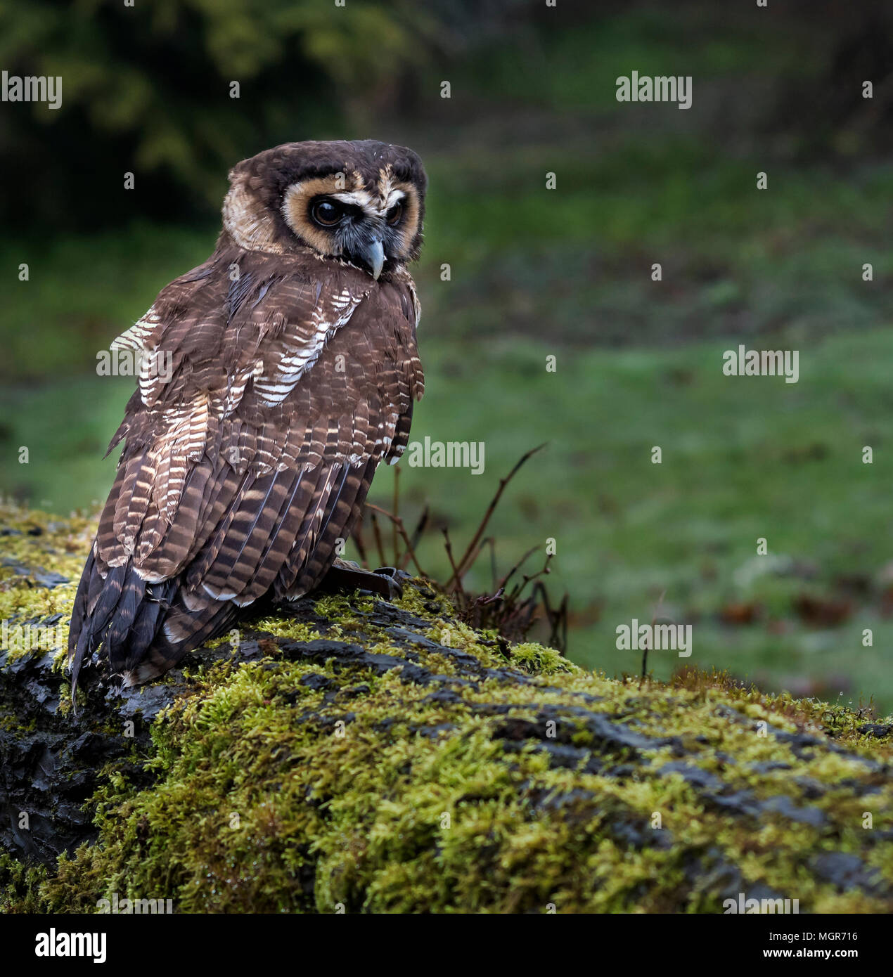 Asian Wood Owl (captive Bird Stock Photo - Alamy