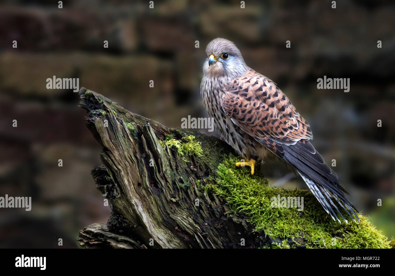 Captive bird hi-res stock photography and images - Alamy