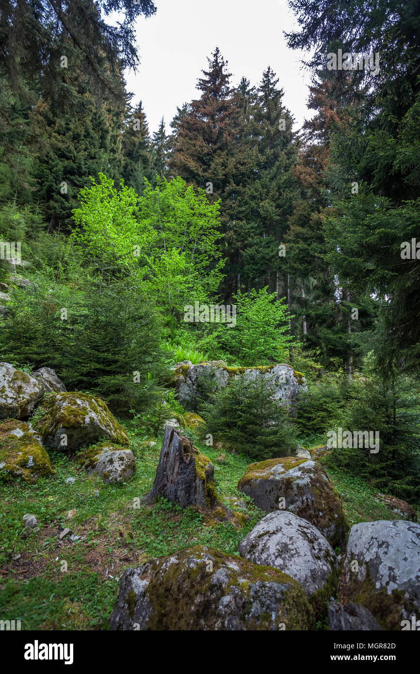 Beautiful forests in the mountains of Svaneti, Georgia Stock Photo - Alamy