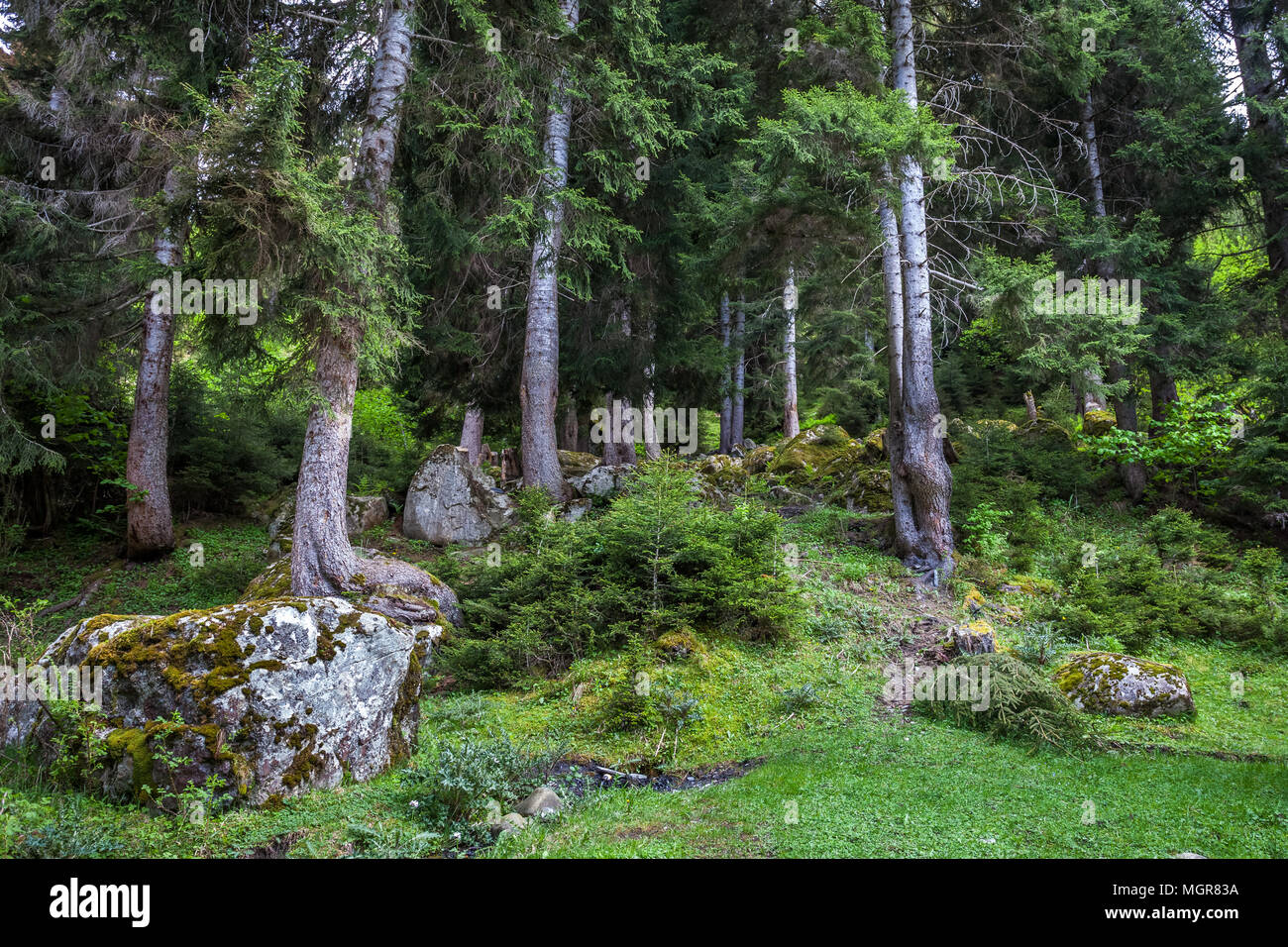 Beautiful forests in the mountains of Svaneti, Georgia Stock Photo - Alamy