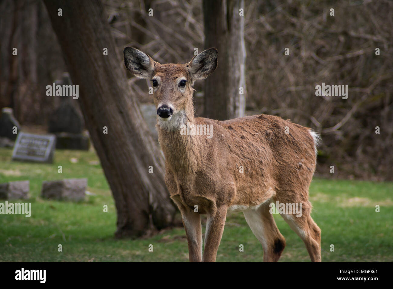 A Portrait of A White-Tailed Deer (Virginia Deer Stock Photo - Alamy