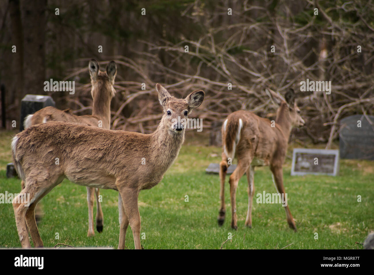 A Portrait of A White-Tailed Deer (Virginia Deer Stock Photo - Alamy