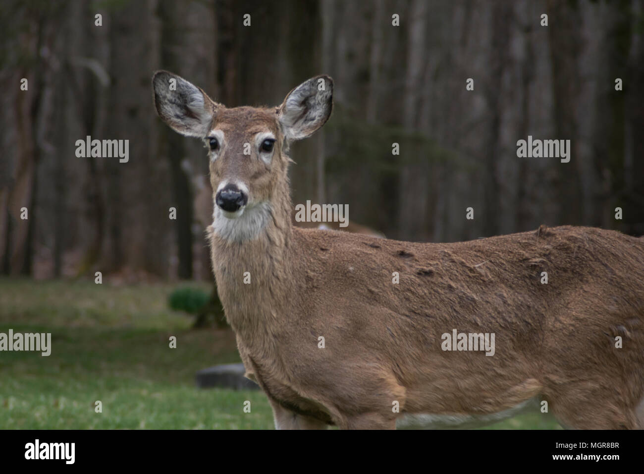 A Portrait of A White-Tailed Deer (Virginia Deer Stock Photo - Alamy