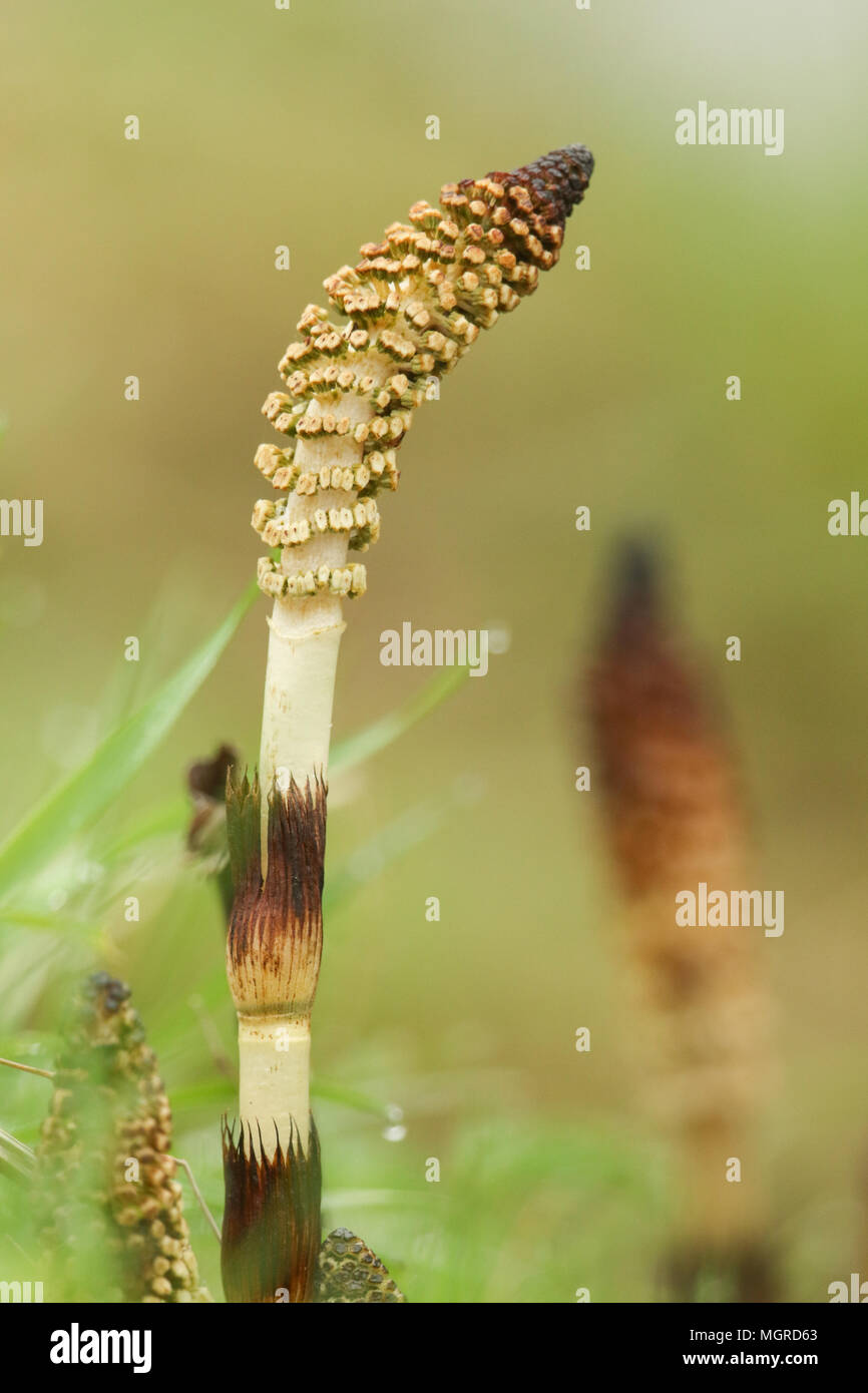 An Emerging Horsetail (Equisetum arvense), often called mare’s tail ...