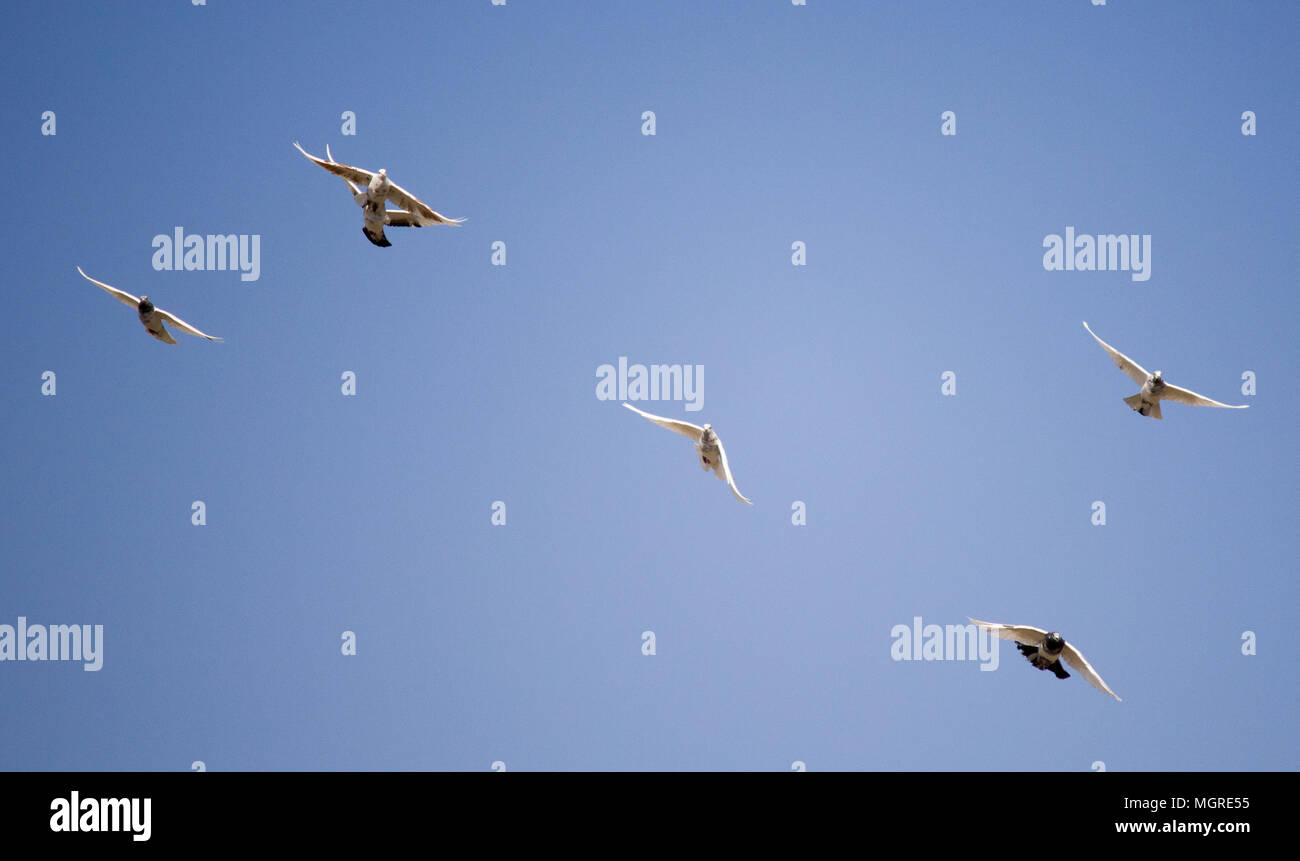 birds fly across sky of baghdad in iraq Stock Photo - Alamy