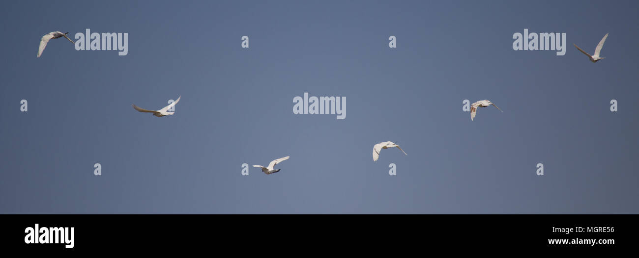 birds fly across sky of baghdad in iraq Stock Photo - Alamy