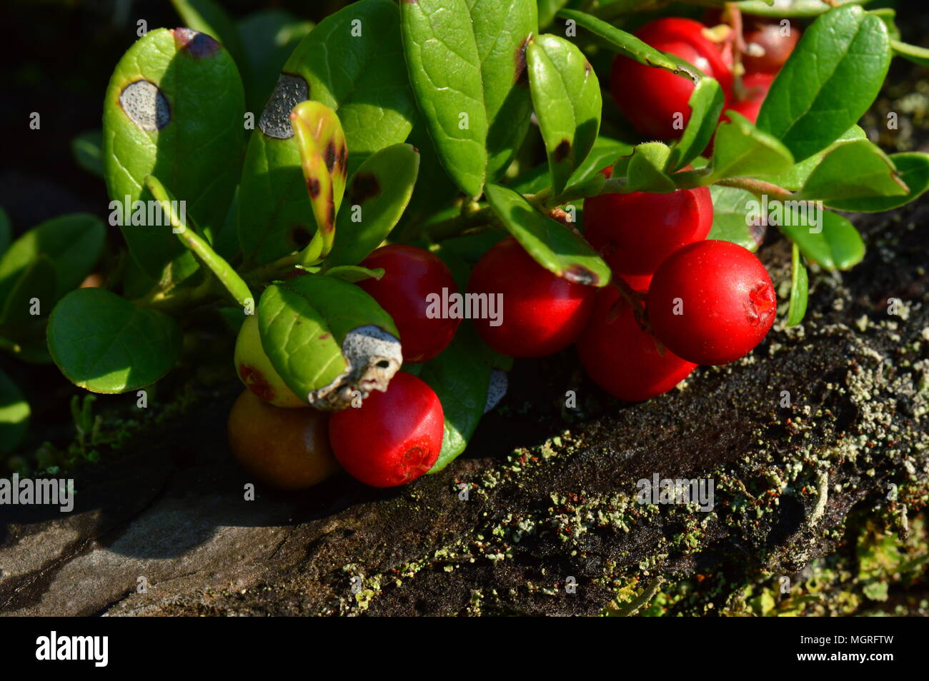 Cowberries cowberry hi-res stock photography and images - Alamy