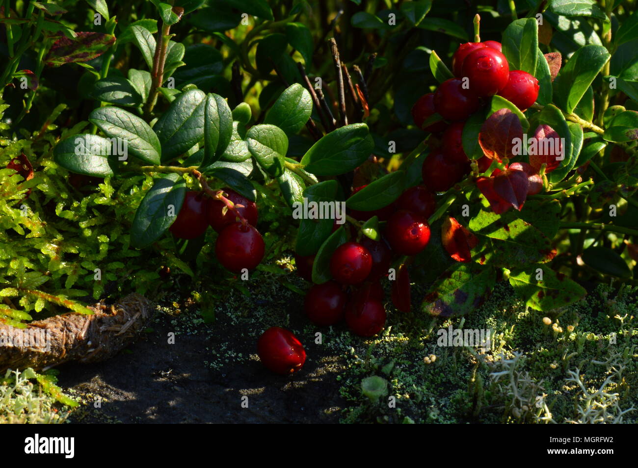 Cowberries hi-res stock photography and images - Alamy