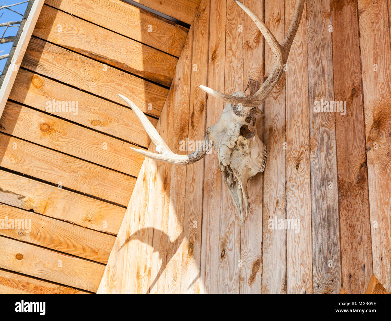 side view of natural skull of young moose animal on roof of wooden ...