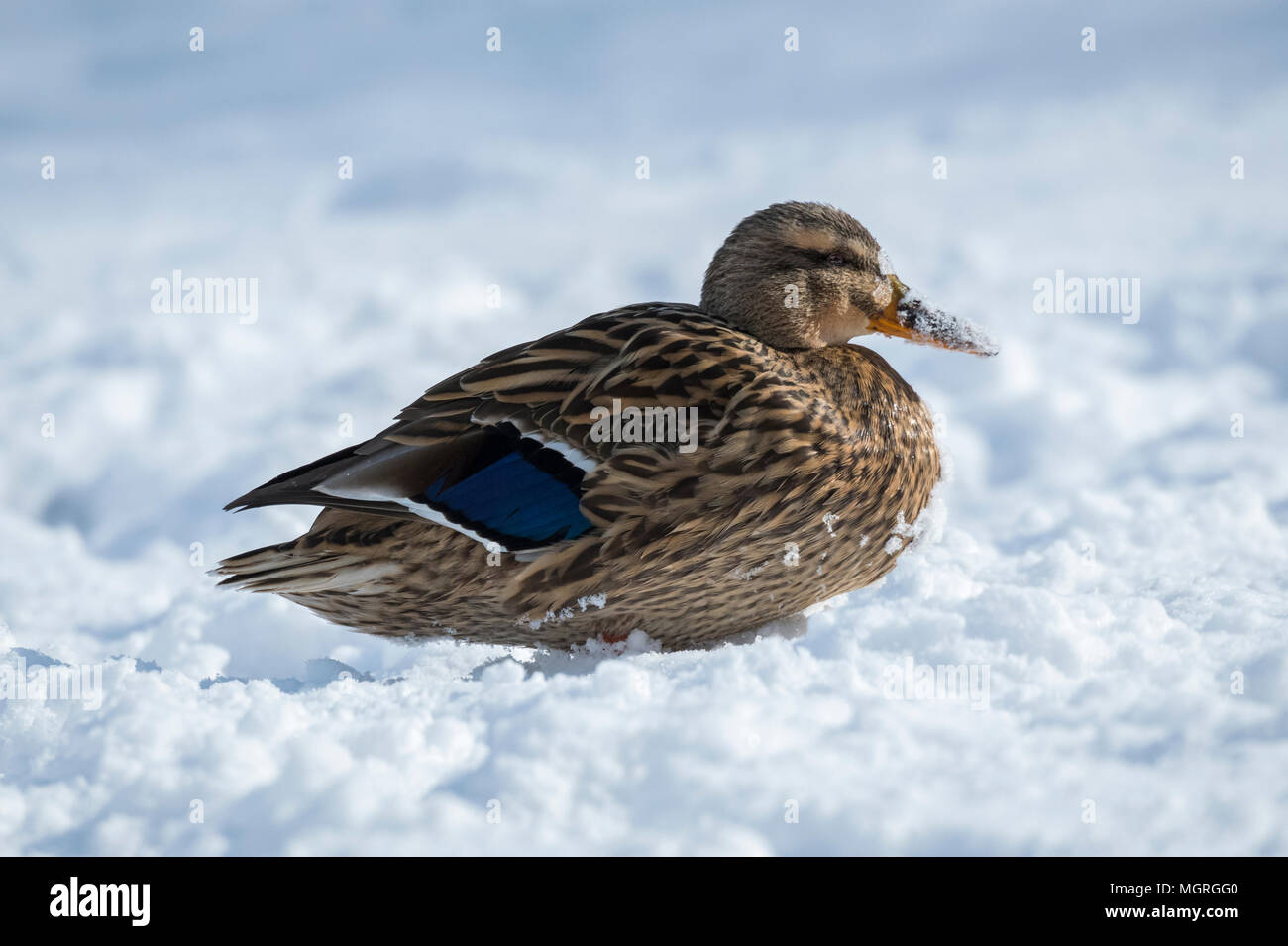 Mottled plumage hi-res stock photography and images - Alamy
