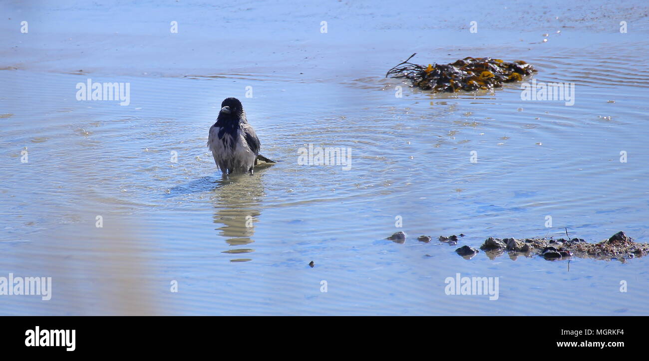 Hooded crow (Corvus cornix), bathing at the sea Stock Photo - Alamy