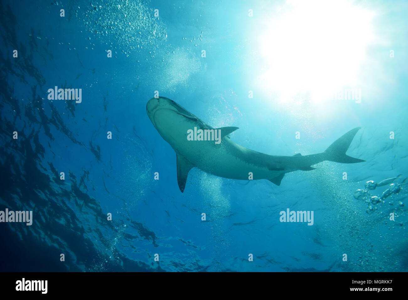 One animal tiger hi-res stock photography and images - Alamy