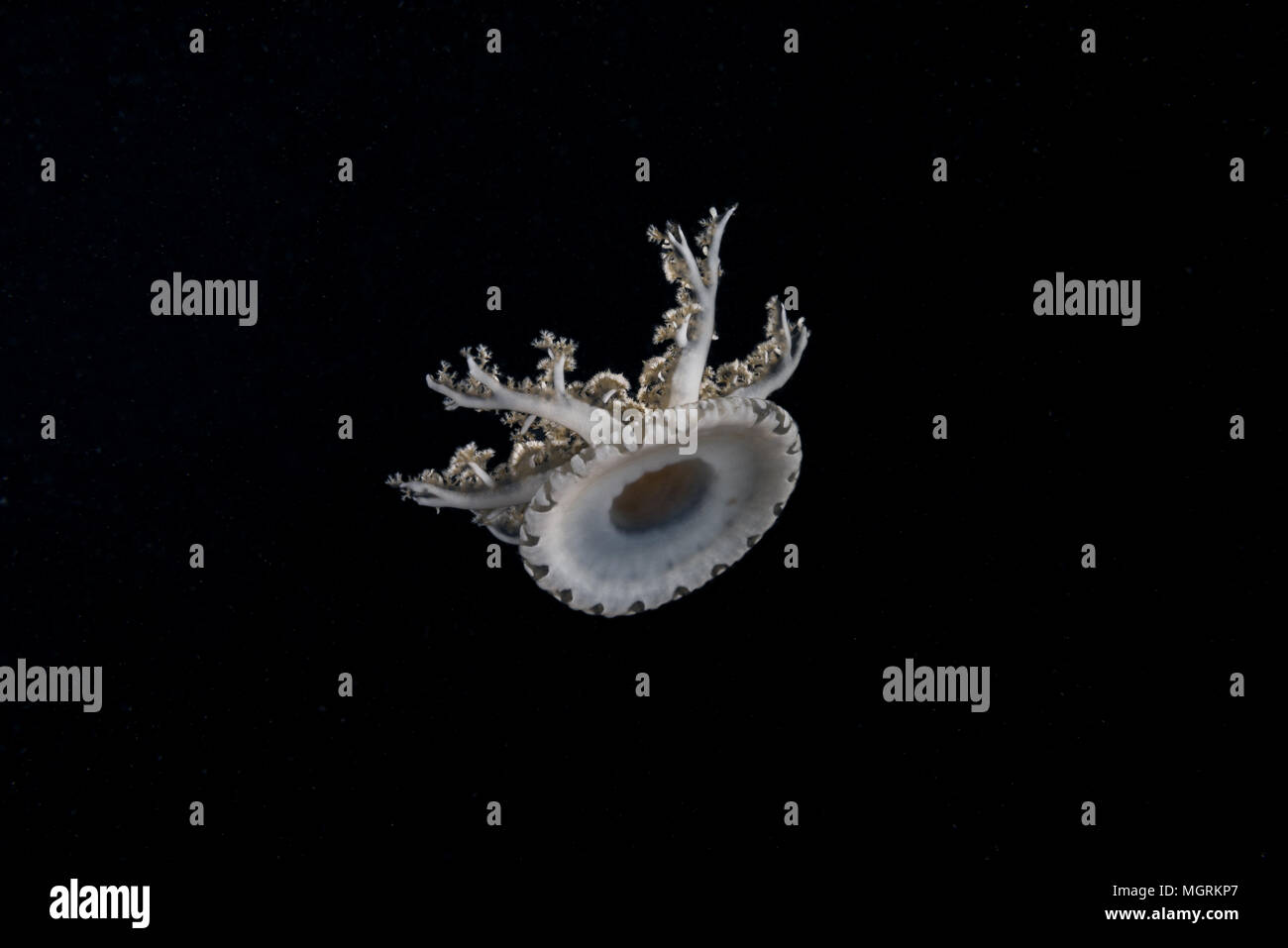 Upside Down Jellyfish (Cassiopea andromeda) in the night Stock Photo ...