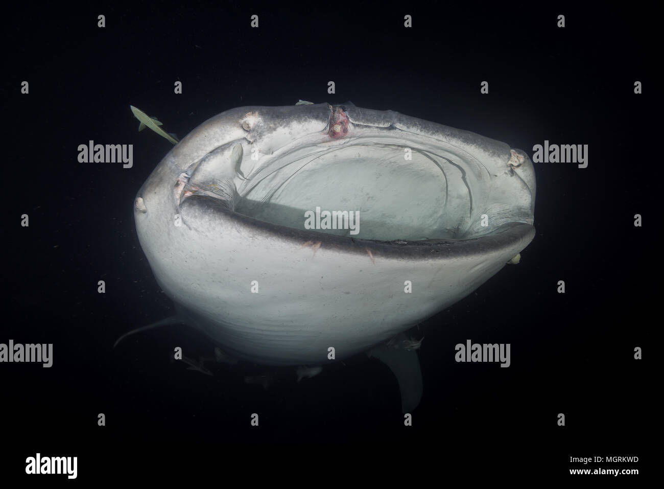 Feeding whale shark injury hi-res stock photography and images - Alamy