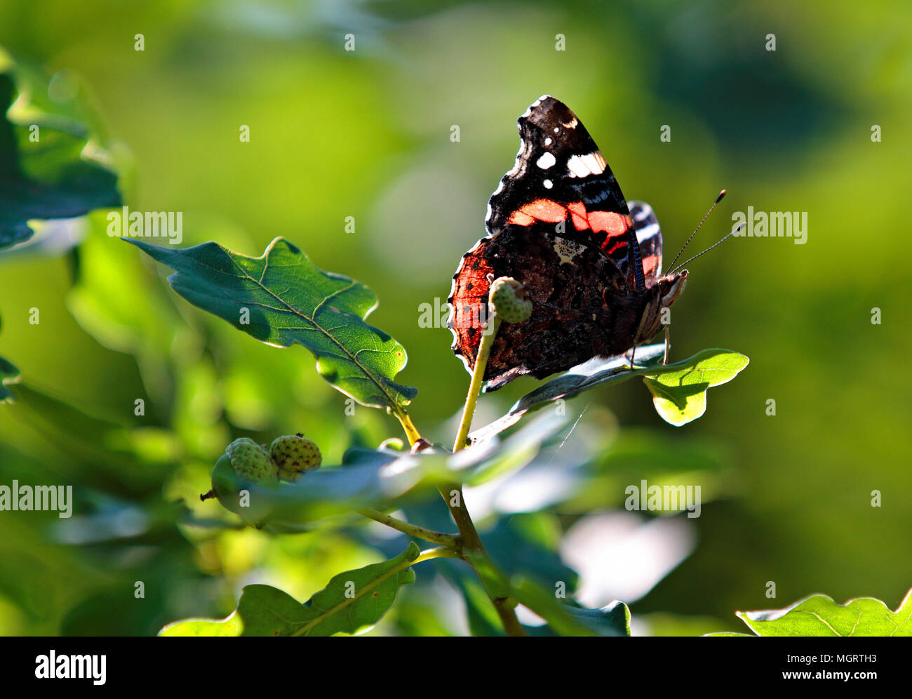 Butterfly on oak tree hi-res stock photography and images - Alamy
