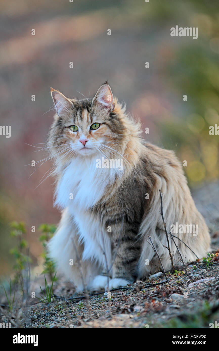 Young norwegian forst cat female sitting outdoors in wind Stock Photo ...