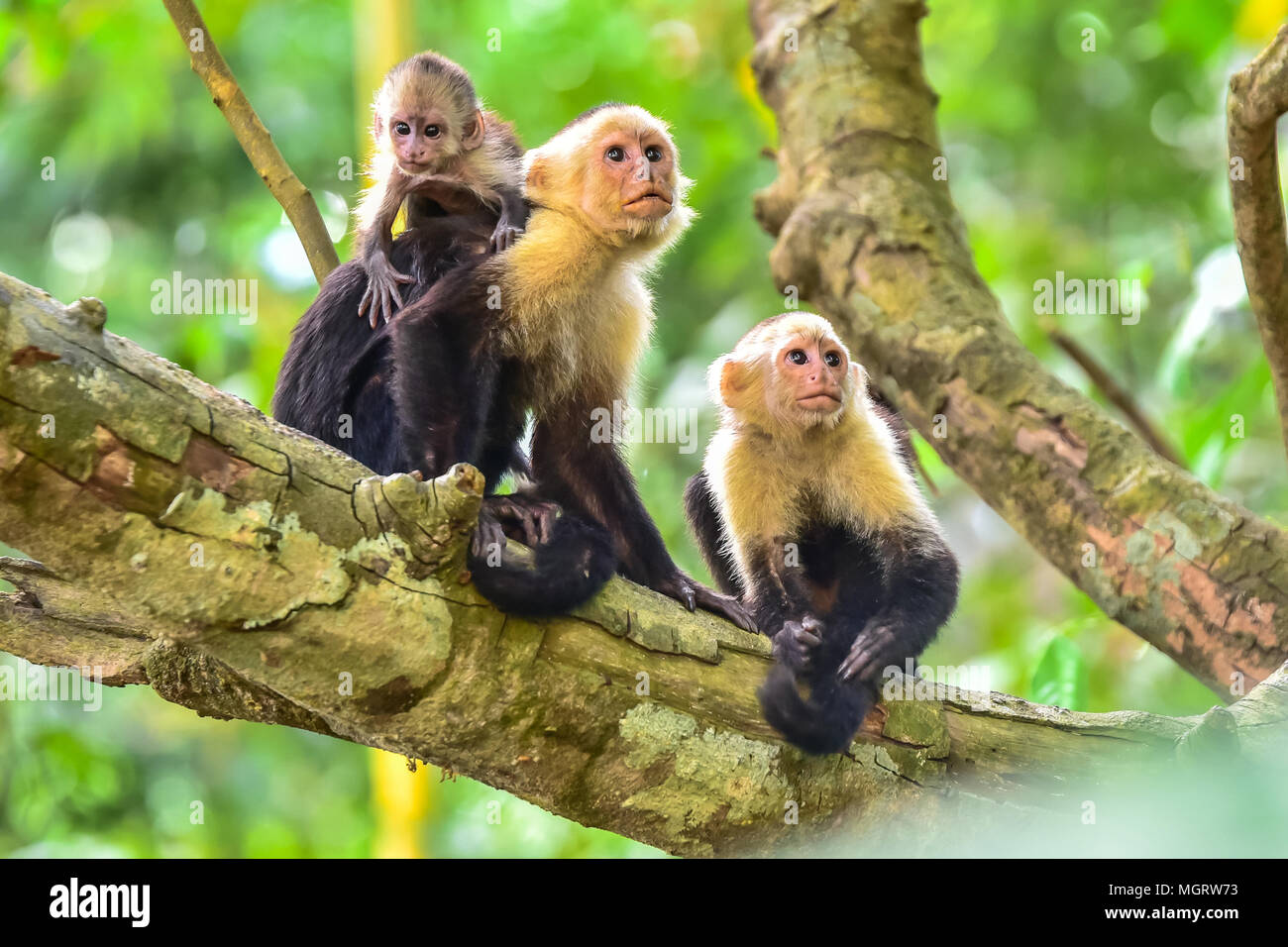 Capuchin Monkey on branch of tree - animals in wilderness Stock Photo ...