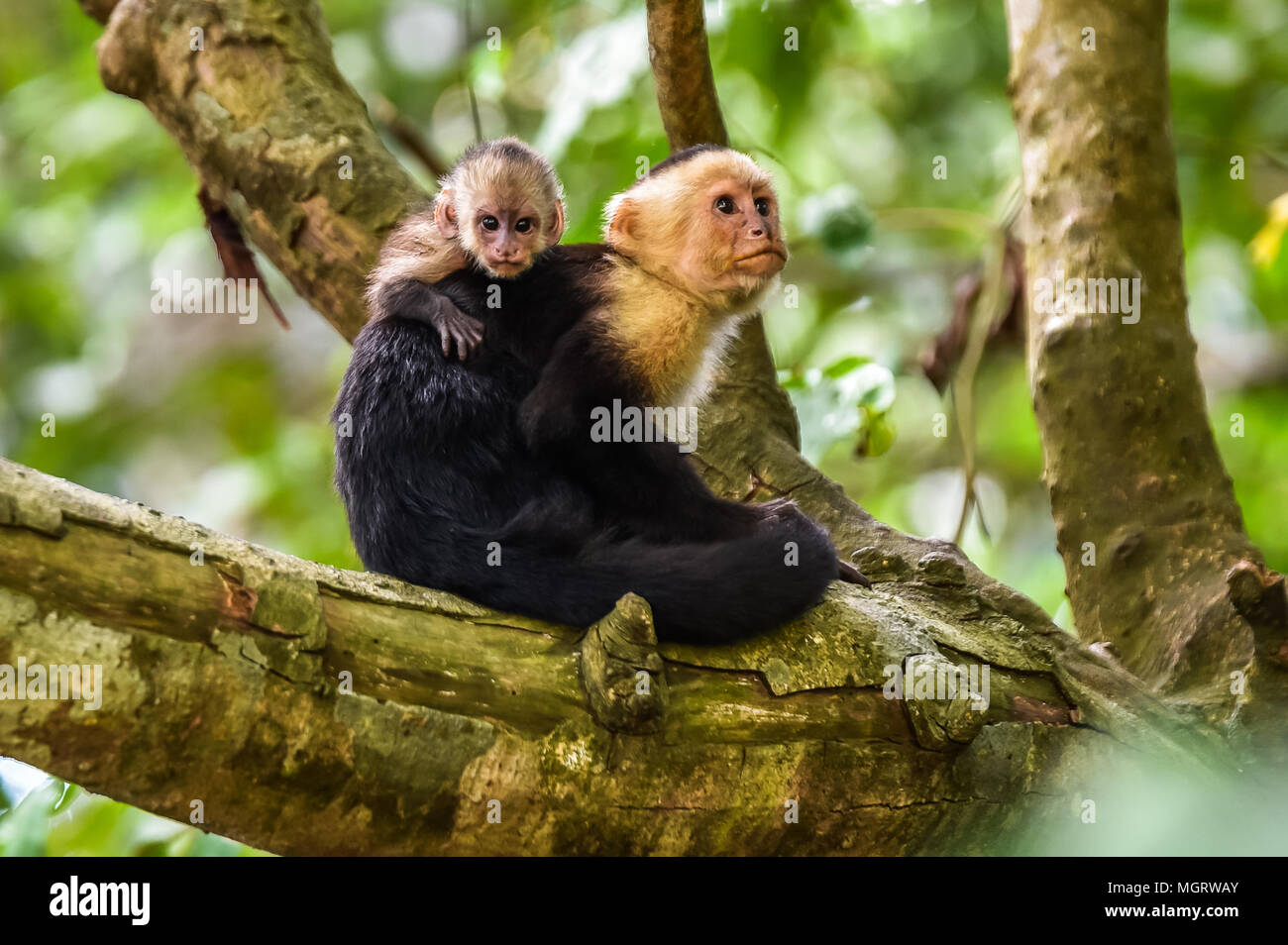 Capuchin Monkey on branch of tree - animals in wilderness Stock Photo ...