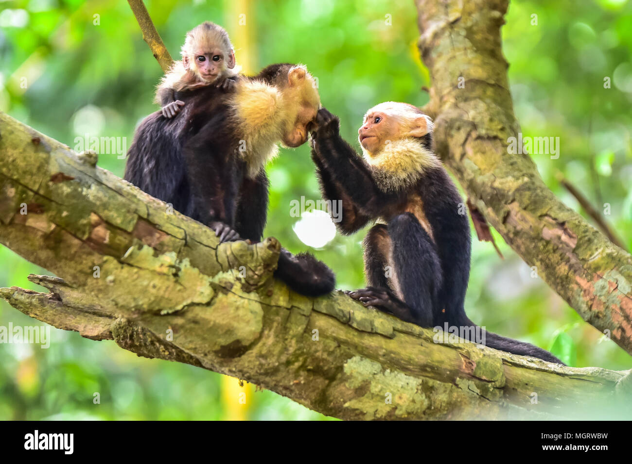 Capuchin Monkey on branch of tree - animals in wilderness Stock Photo ...